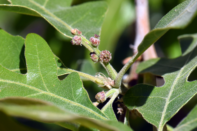 Quercus gambelii, Gambel Oak, Southwest Desert Flora