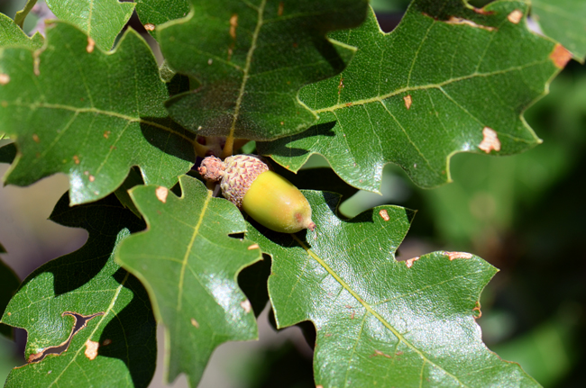 Quercus gambelii, Gambel Oak, Southwest Desert Flora