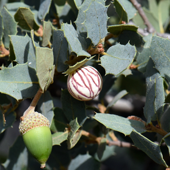 Quercus turbinella, Sonoran Scrub Oak, Southwest Desert Flora