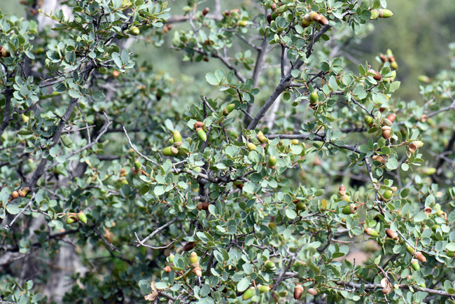Quercus turbinella, Sonoran Scrub Oak, Southwest Desert Flora