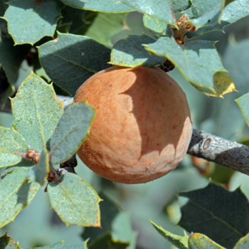Quercus turbinella, Sonoran Scrub Oak, Southwest Desert Flora