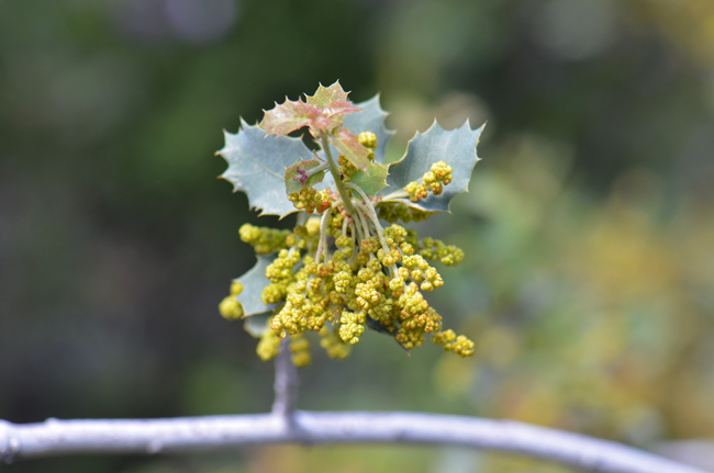 Quercus turbinella, Sonoran Scrub Oak, Southwest Desert Flora