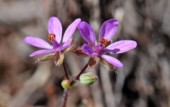 Erodium cicutarium, Redstem Stork's Bill, Southwest Desert Flora