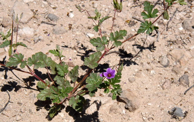 Erodium texanum, Texas Stork's Bill, Southwest Desert Flora