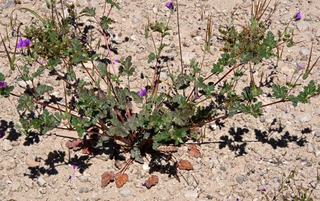 Erodium texanum, Texas Stork's Bill, Southwest Desert Flora