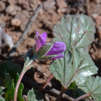 Erodium texanum, Texas Stork's Bill, Southwest Desert Flora