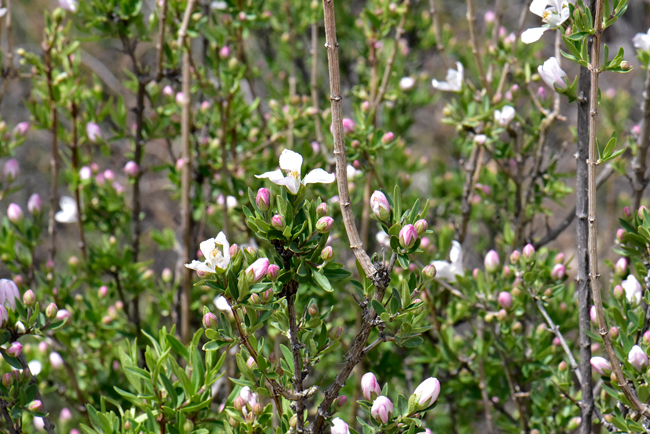 Fendlera rupicola, Cliff Fendlerbush, Southwest Desert Flora