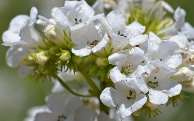 Eriodictyon angustifolium, Narrowleaf Yerba Santa, Southwest Desert Flora