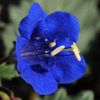 Phacelia campanularia, Desert Bluebells, Southwest Desert Flora