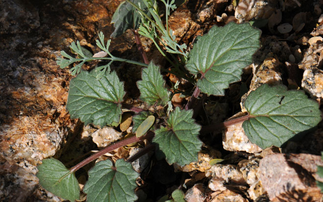 Phacelia campanularia, Desert Bluebells, Southwest Desert Flora