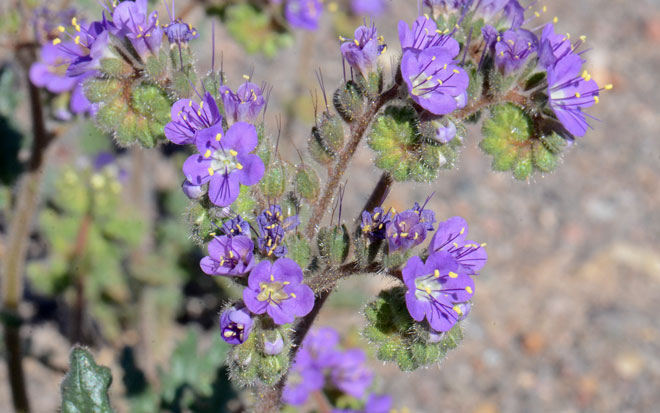 Phacelia crenulata, Cleftleaf Wildheliotrope, Southwest Desert Flora