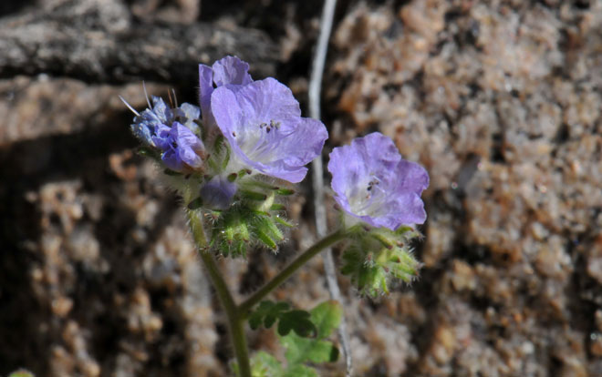 Phacelia distans, Distant Phacelia, Southwest Desert Flora