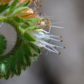 Phacelia magellanica, Kaweah River Scorpion-weed, Southwest Desert Flora