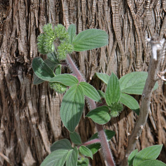 Phacelia magellanica, Kaweah River Scorpion-weed, Southwest Desert Flora