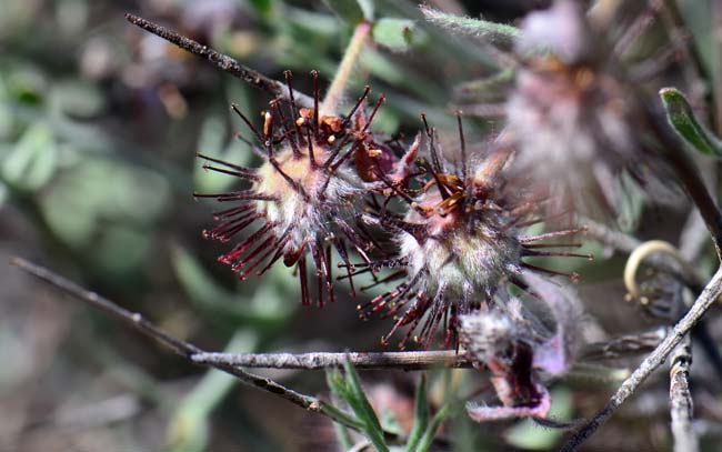 Krameria bicolor, White Ratany, Southwest Desert Flora