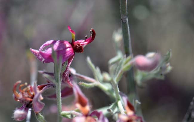 Krameria bicolor, White Ratany, Southwest Desert Flora