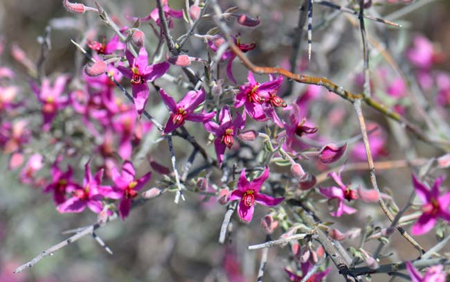 Krameria bicolor, White Ratany, Southwest Desert Flora