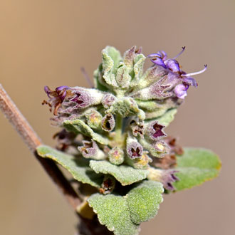 Hyptis emoryi, Desert Lavender, Southwest Desert Flora