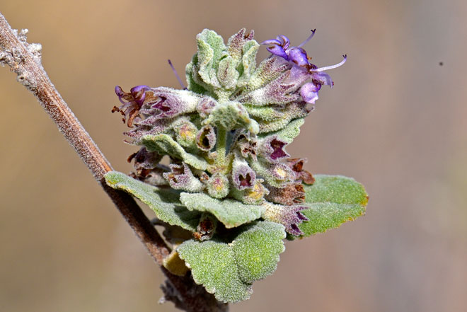 Hyptis emoryi, Desert Lavender, Southwest Desert Flora