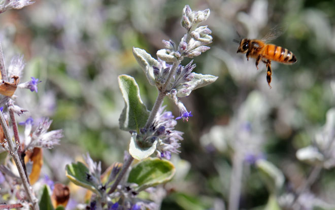 Hyptis emoryi, Desert Lavender, Southwest Desert Flora