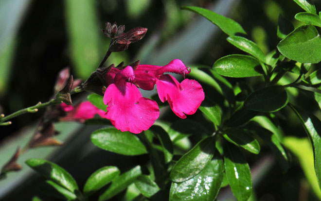 Salvia greggii, Autumn Sage, Southwest Desert Flora