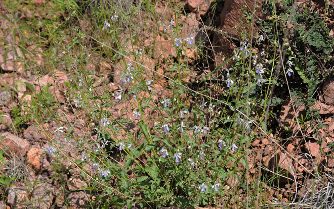 Trichostema arizonicum, Arizona Bluecurls, Southwest Desert Flora
