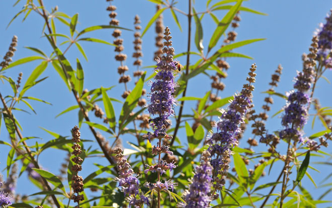 Vitex agnus-castus, Chaste Tree, Southwest Desert Flora