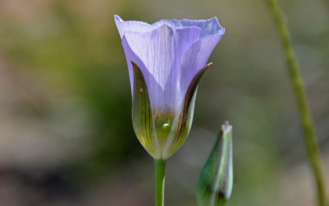 Calochortus gunnisonii, Gunnison's Mariposa Lily, Southwest Desert Flora