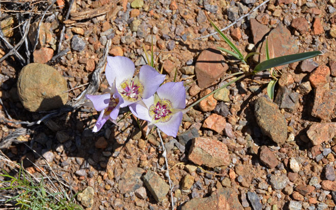 Calochortus gunnisonii, Gunnison's Mariposa Lily, Southwest Desert Flora