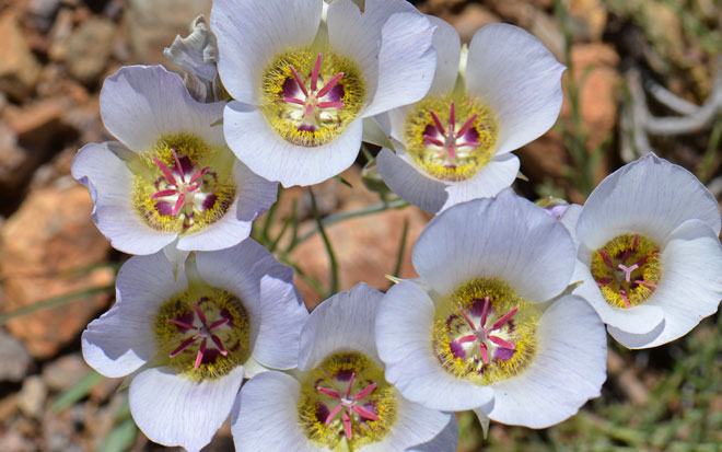 Calochortus gunnisonii, Gunnison's Mariposa Lily, Southwest Desert Flora
