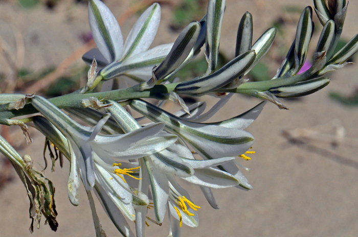 Hesperocallis undulata, Desert Lily, Southwest Desert Flora