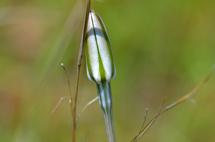 Milla biflora, Mexican Star, Southwest Desert Flora