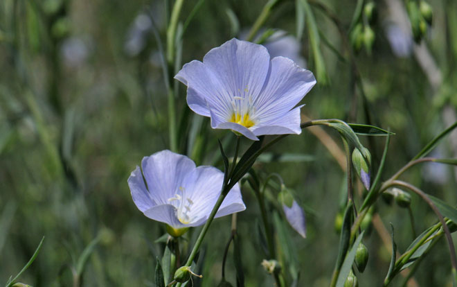 Linum lewisii, Lewis Flax, Southwest Desert Flora