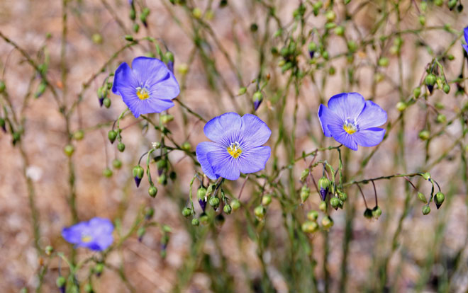 Linum lewisii, Lewis Flax, Southwest Desert Flora