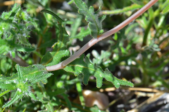 Mentzelia albicaulis, Whitestem Blazingstar, Southwest Desert Flora