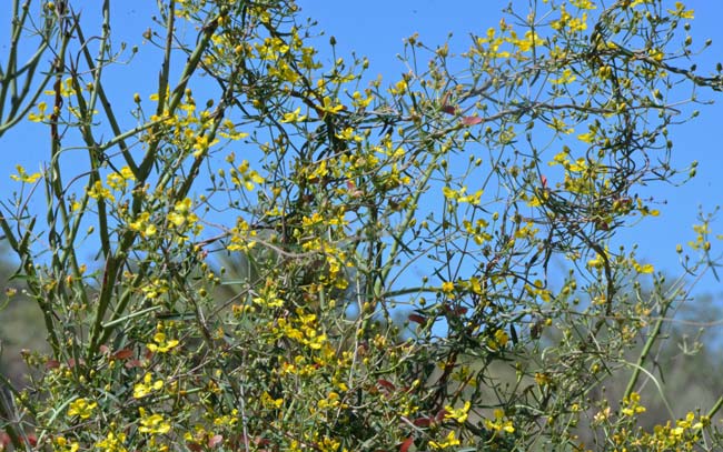 Janusia (Cottsia) gracilis, Slender Janusia, Southwest Desert Flora