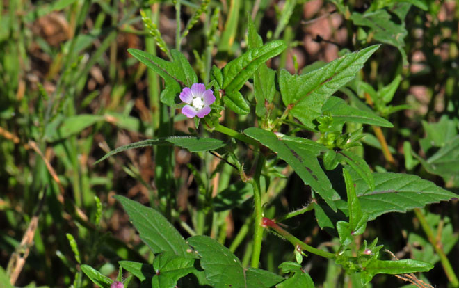 Anoda cristata, Crested Anoda, Southwest Desert Flora