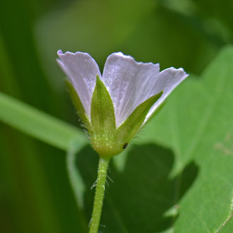 Anoda cristata, Crested Anoda, Southwest Desert Flora