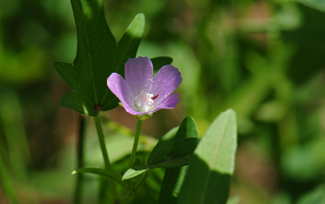 Anoda cristata, Crested Anoda, Southwest Desert Flora