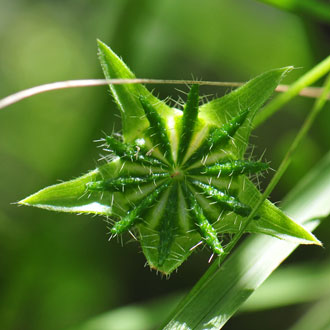 Anoda cristata, Crested Anoda, Southwest Desert Flora