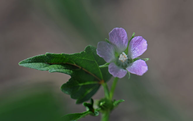 Anoda cristata, Crested Anoda, Southwest Desert Flora