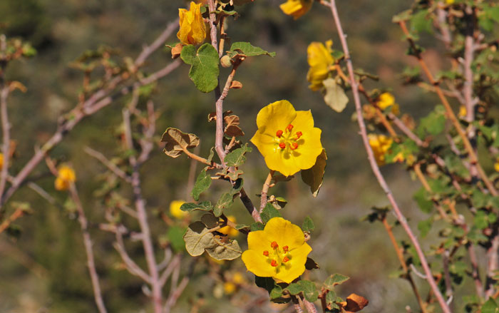 Fremontodendron californicum, California Flannelbush, Southwest Desert ...