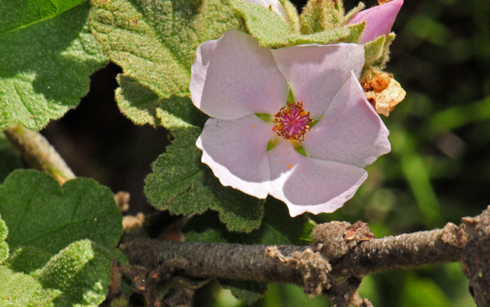 Malacothamnus fasciculatus, Bush Mallow, Southwest Desert Flora