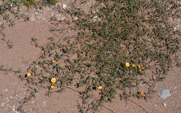 Sida abutifolia, Spreading Fanpetals, Southwest Desert Flora