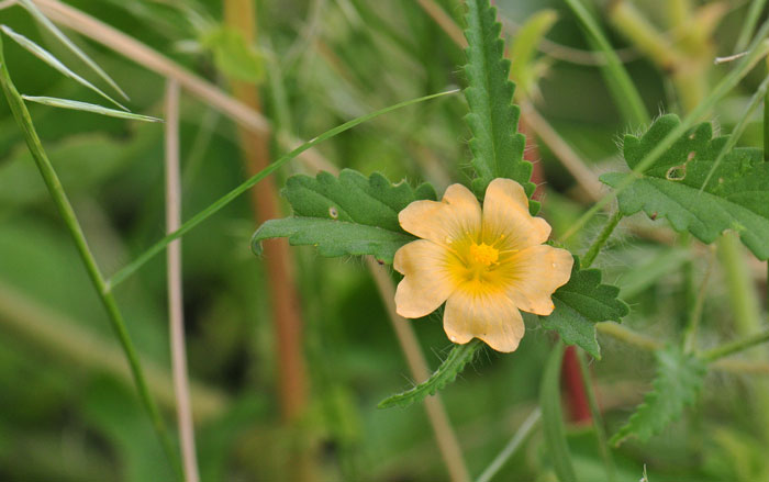 Sida abutifolia, Spreading Fanpetals, Southwest Desert Flora