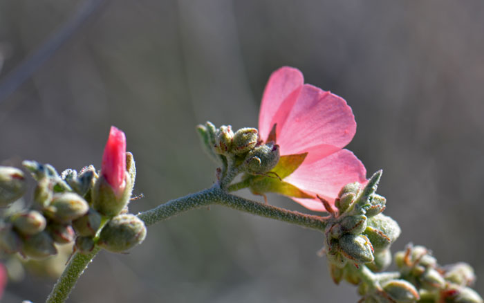Sphaeralcea ambigua, Desert Globemallow, Southwest Desert Flora