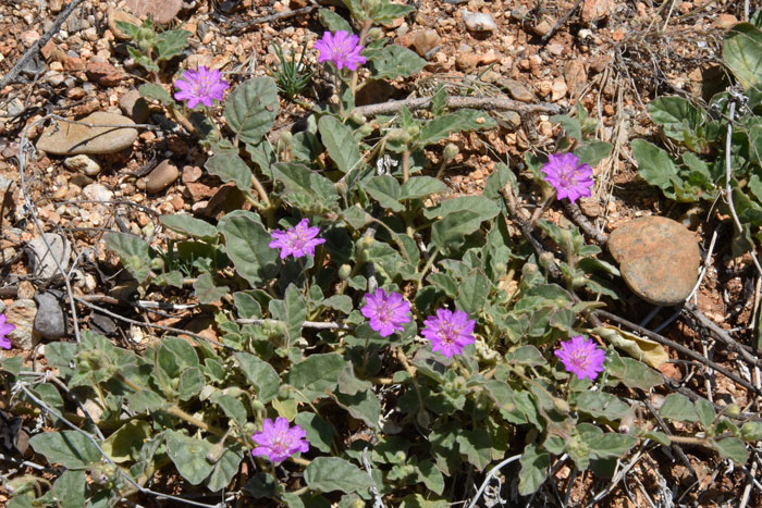 Allionia incarnata, Trailing Windmills, Southwest Desert Flora