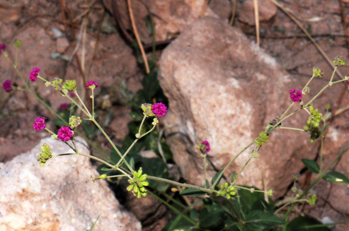 Boerhavia coccinea, Scarlet Spiderling, Southwest Desert Flora