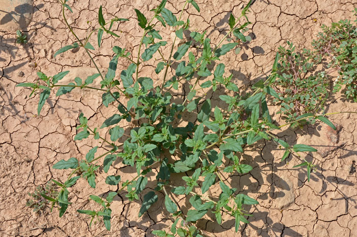 Boerhavia intermedia, Fivewing Spiderling, Southwest Desert Flora