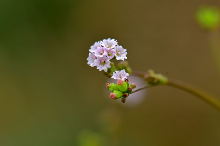 Boerhavia intermedia, Fivewing Spiderling, Southwest Desert Flora